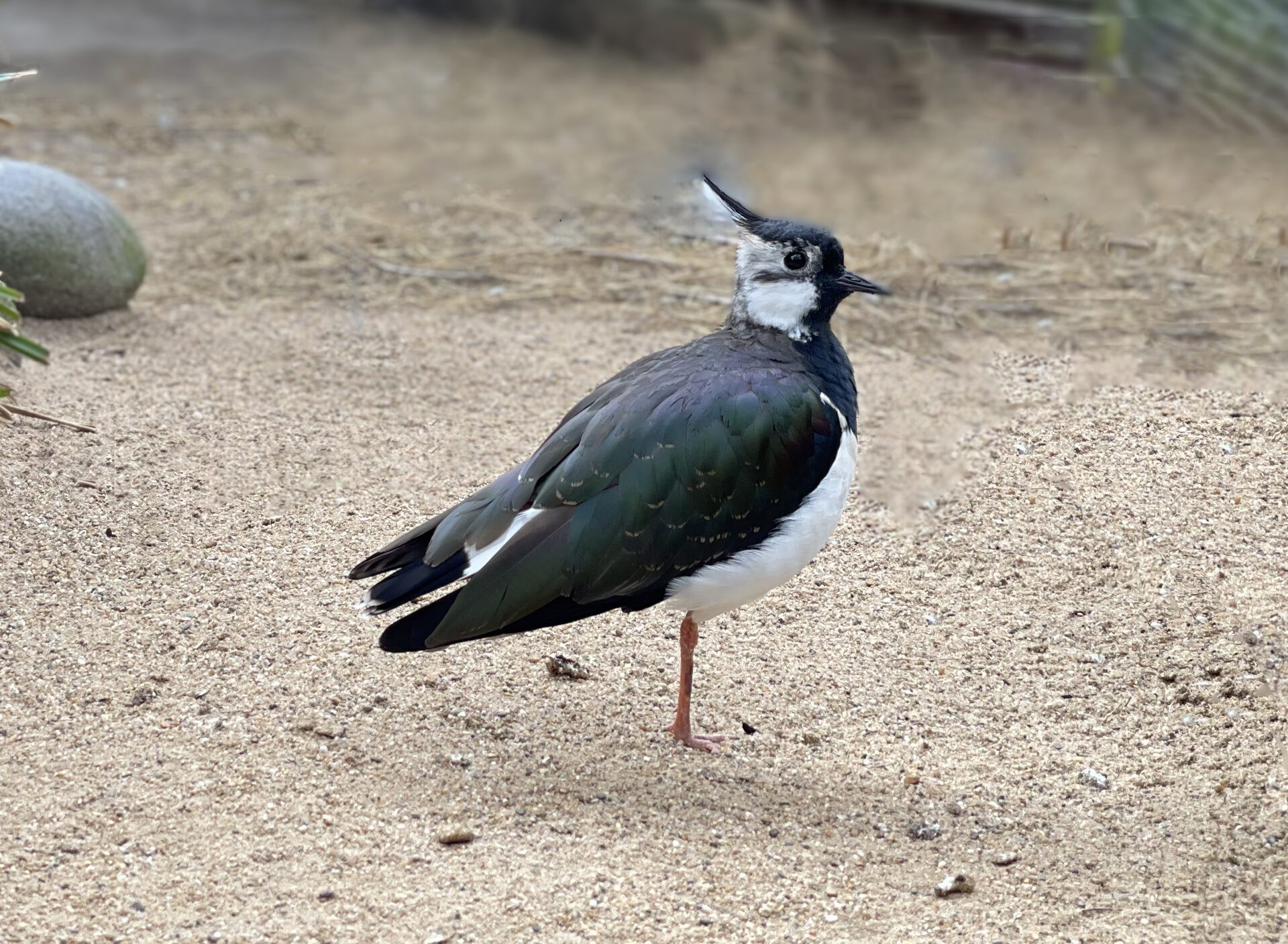 Der Kiebitz ist „Vogel des Jahres 2024“ | Der Grüne Zoo Wuppertal