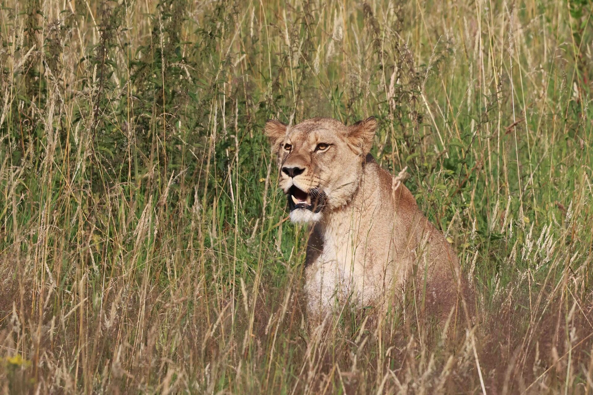 Unter Löwen – Hormone und Gene im Wandel | Der Grüne Zoo Wuppertal