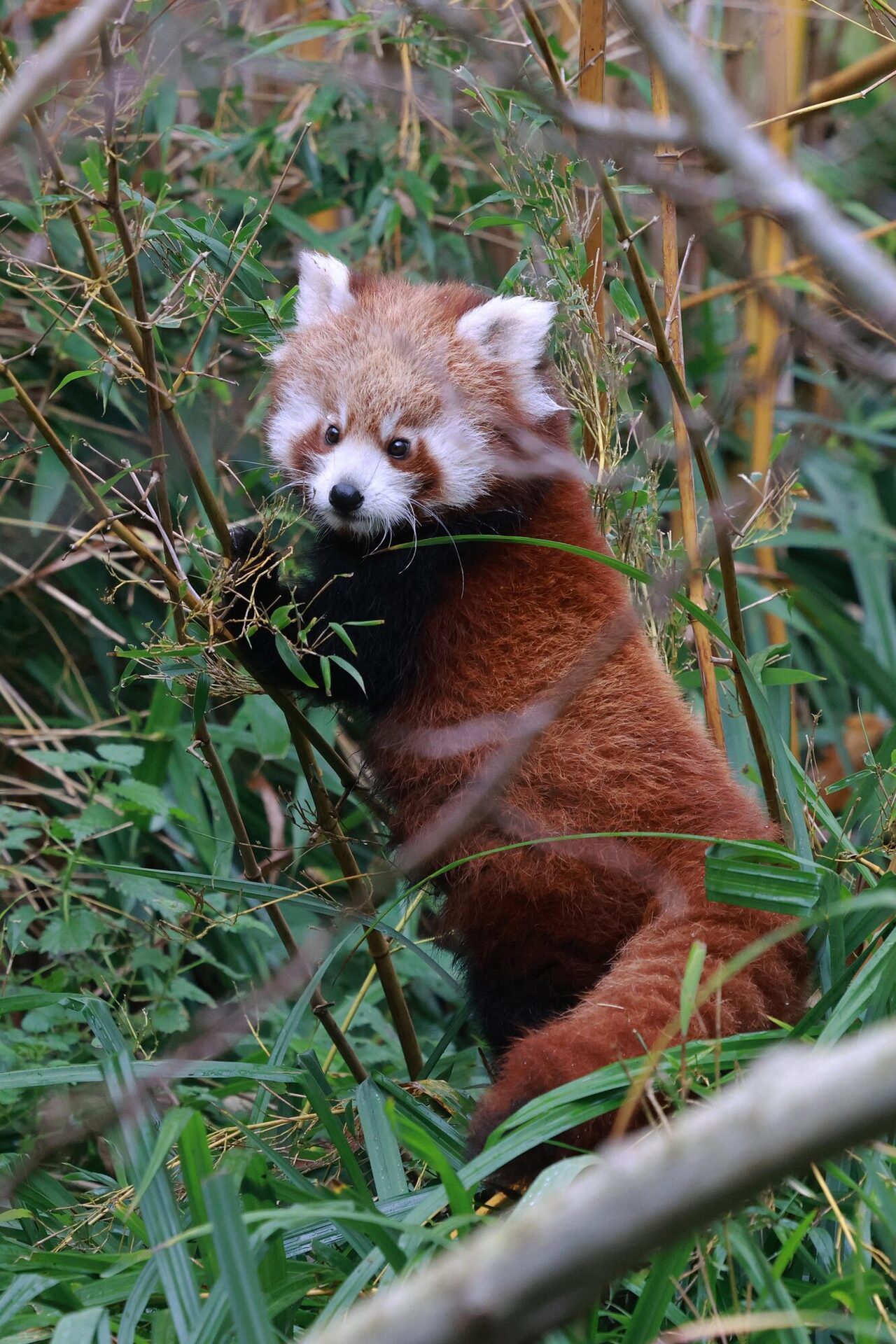 Panda-Jungtier heißt Manju | Der Grüne Zoo Wuppertal