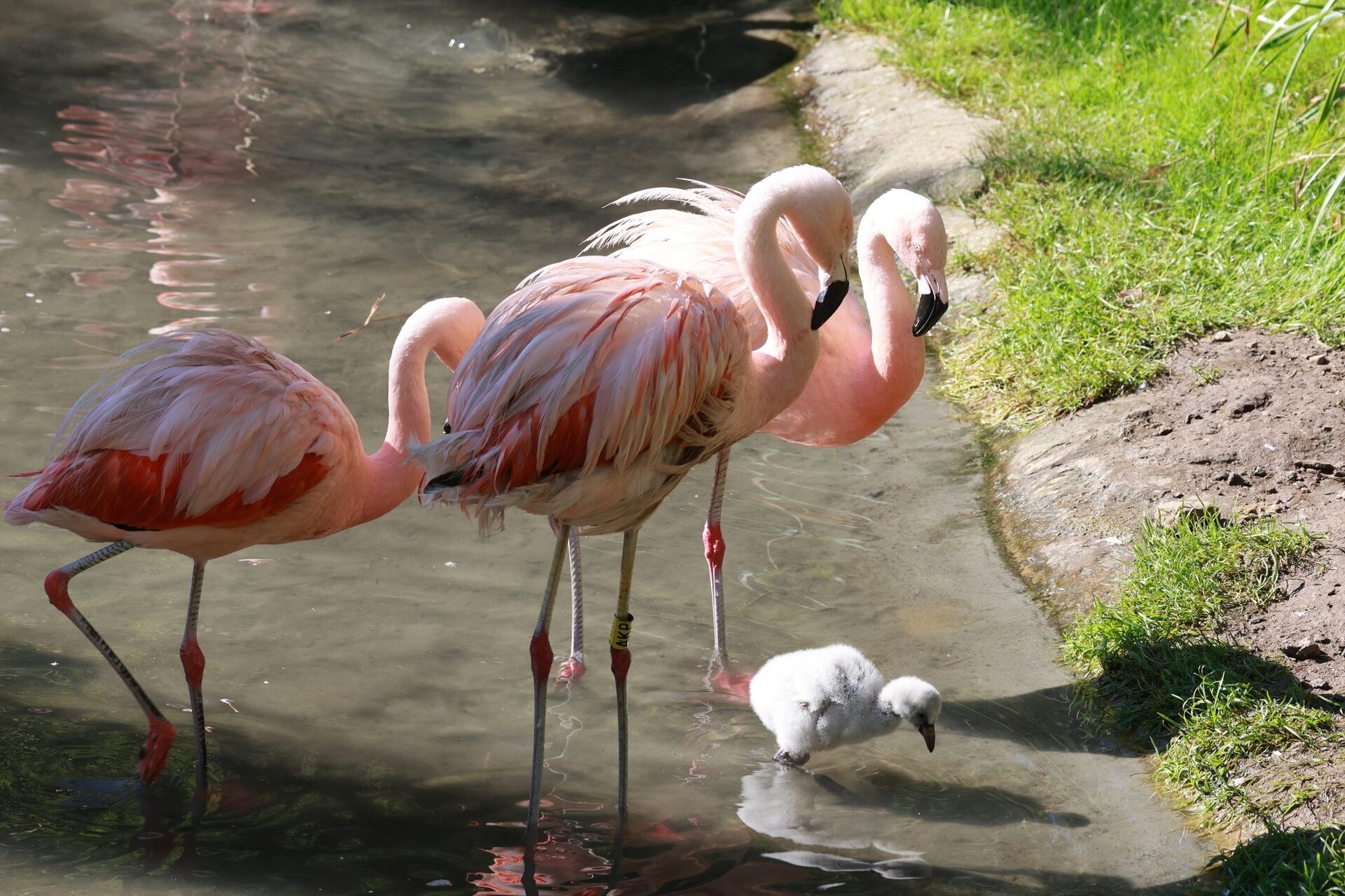 So geht's unserem Flamingo-Küken | Der Grüne Zoo Wuppertal