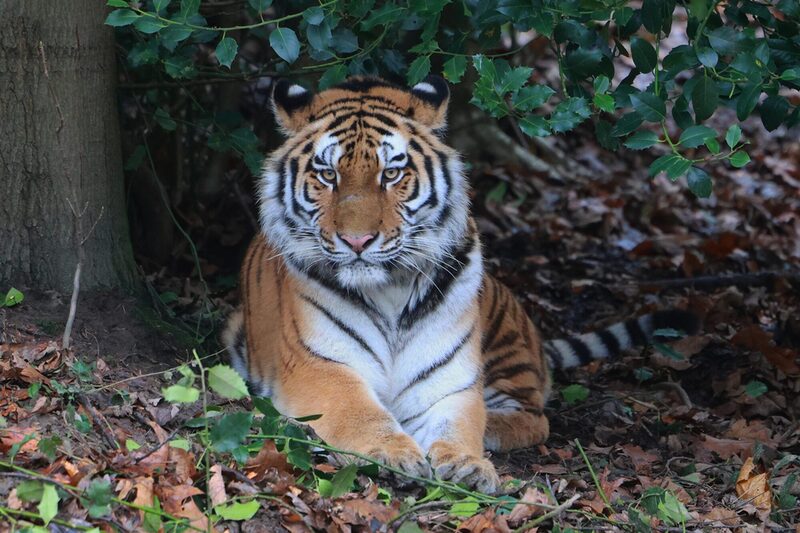 Tigerkatze Tullia erkundet die Außenanlage | Der Grüne Zoo Wuppertal