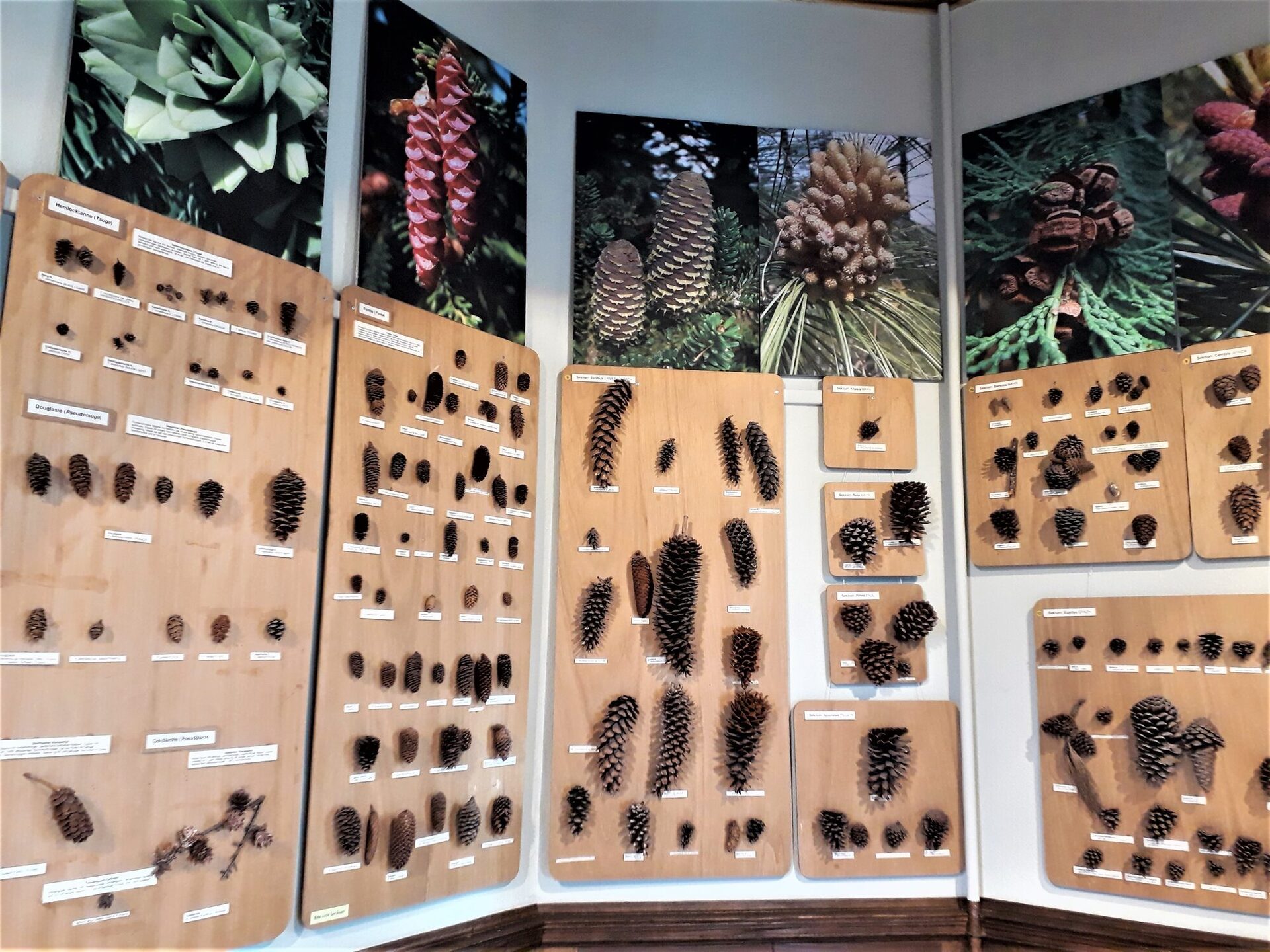 Führung im Botanischen Garten: „Welt der Zapfen – Zapfen der Welt ...
